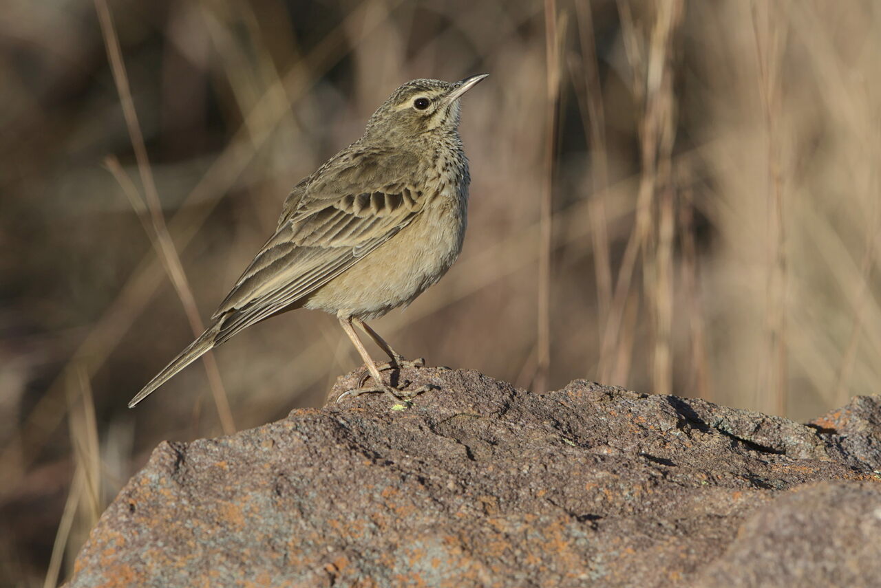 Lucky weekend with Long-billed pipits in Marakele National Park – Learn ...