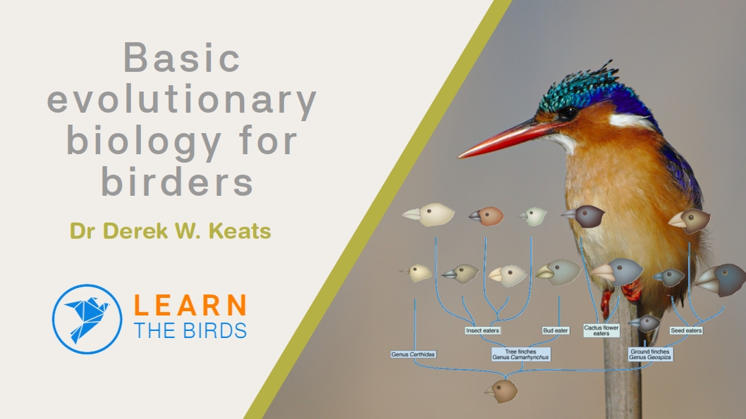 Basic evolutionary biology for birders – Learn the Birds
