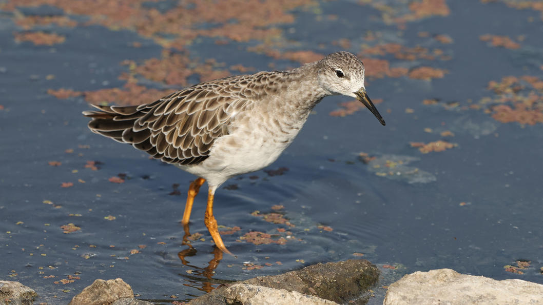 The Ruff Bird A Cute Water Bird. Nature Background. Bird: Ruff.