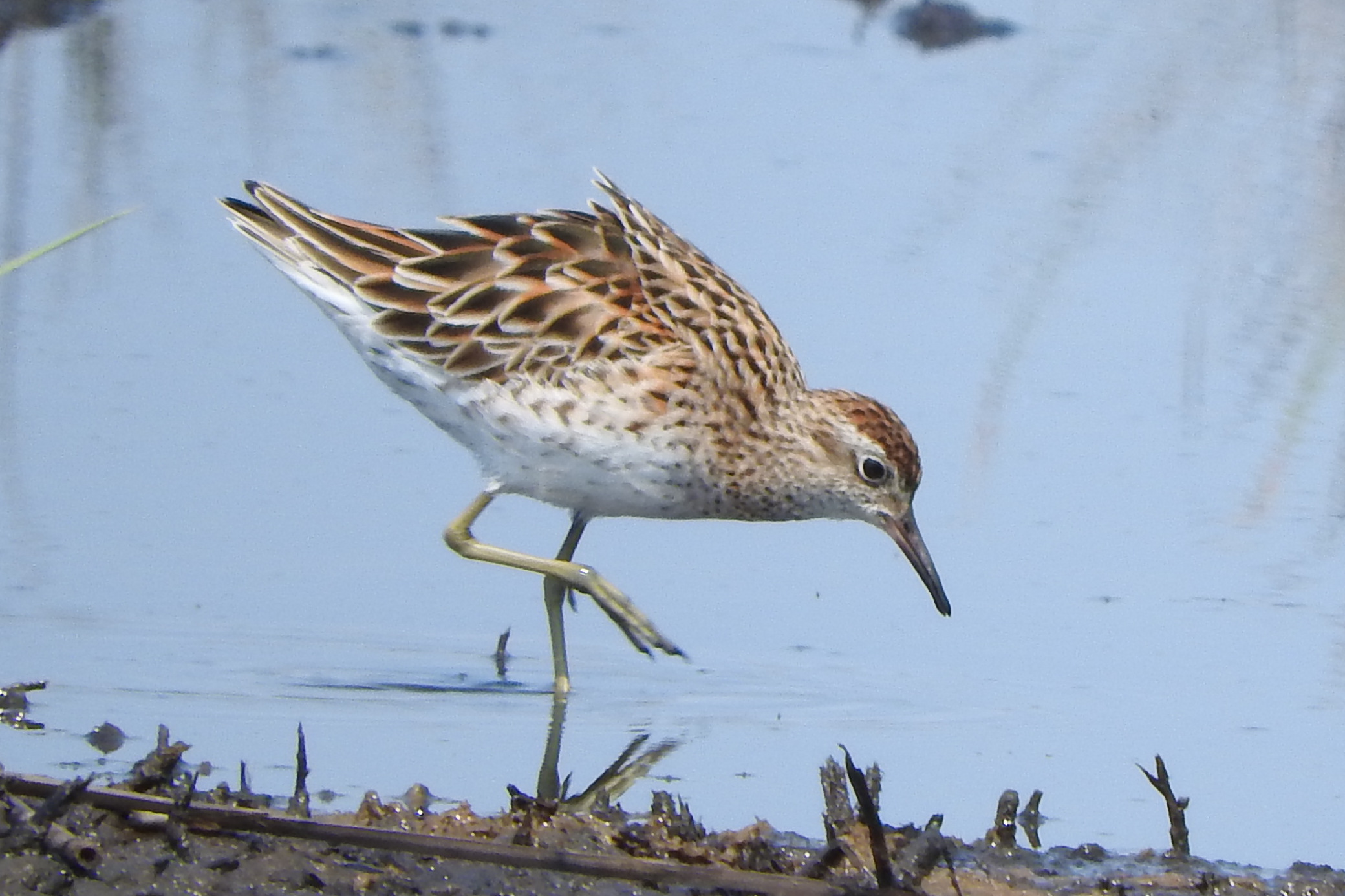 The Rules of Twitching! – Learn the Birds