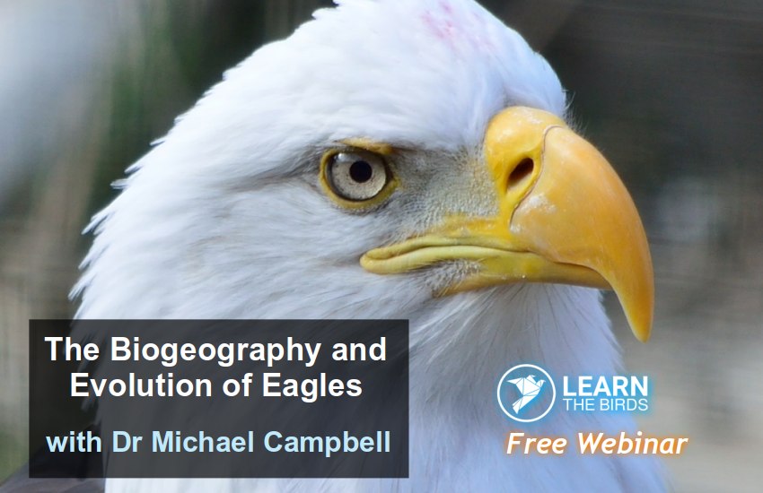 The Biogeography and Evolution of Eagles – Learn the Birds