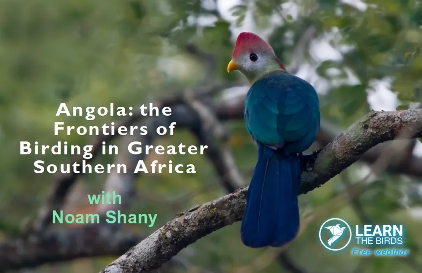 Angola: the Frontiers of Birding in Greater Southern Africa – Learn the ...