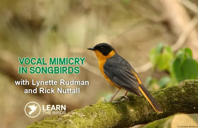 Vocal mimicry in songbirds – Learn the Birds