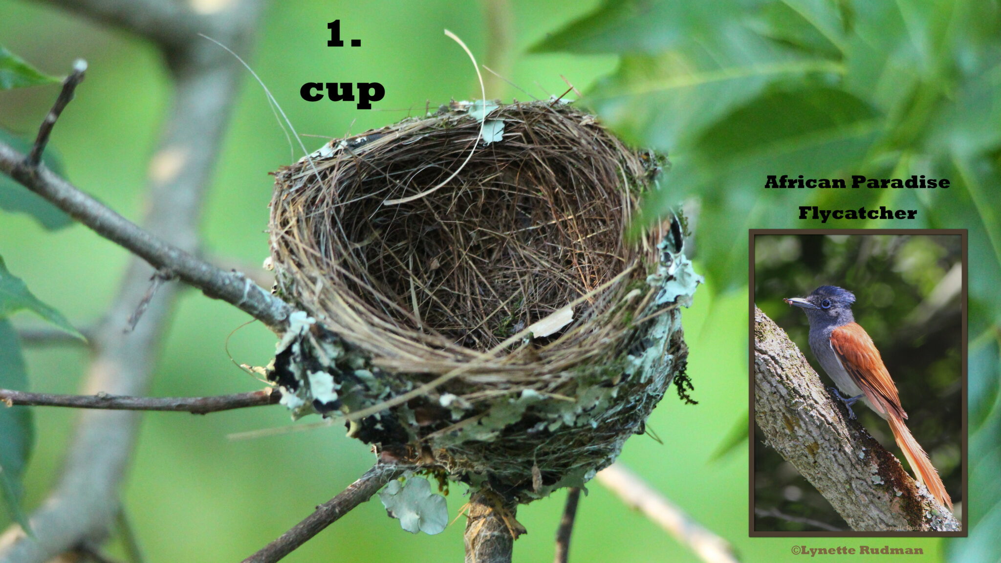 8 different types of birds’ nests – Learn the Birds
