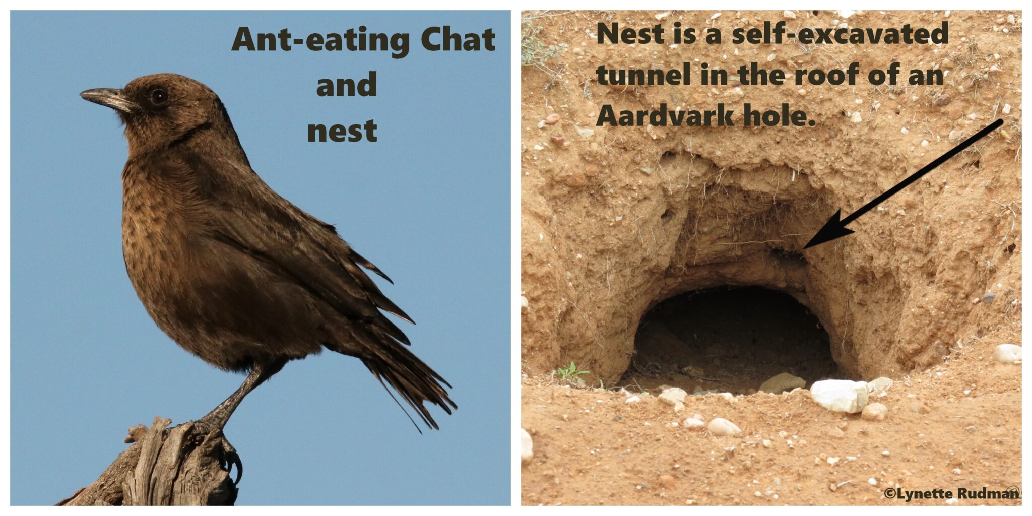 8 different types of birds’ nests – Learn the Birds