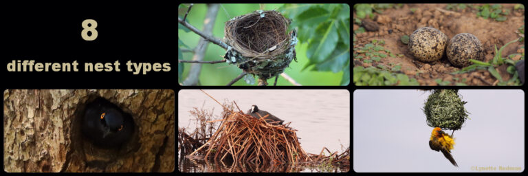 8 different types of birds’ nests – Learn the Birds