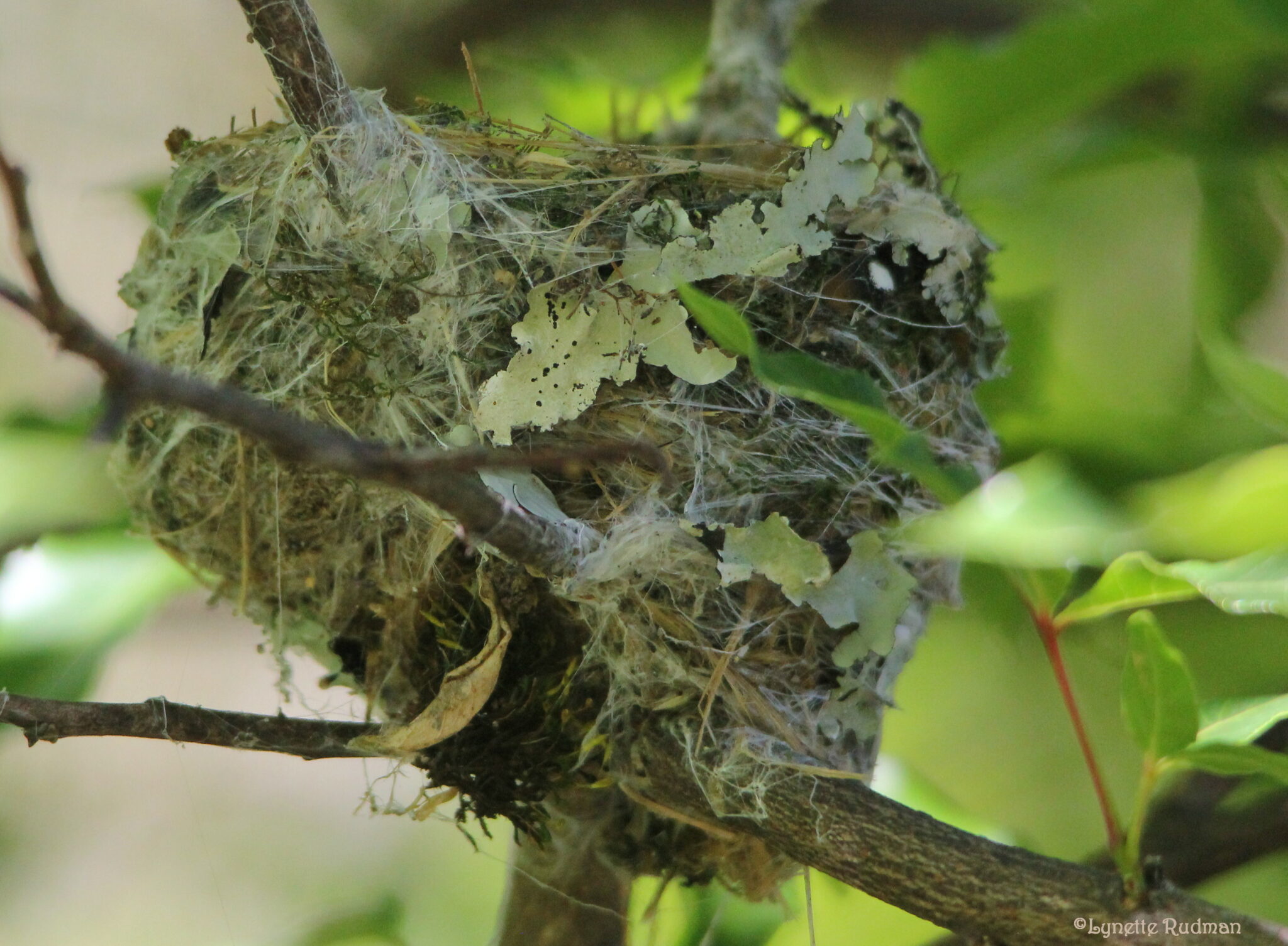 8 different types of birds’ nests – Learn the Birds
