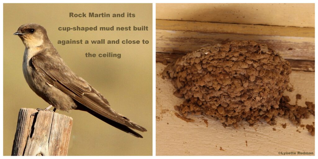 8 different types of birds’ nests – Learn the Birds