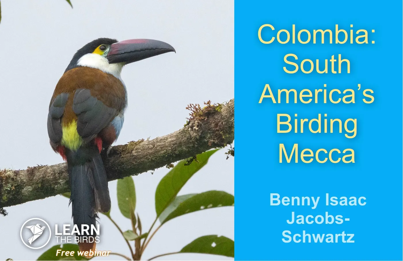 Colombia: South America’s Birding Mecca – Learn the Birds