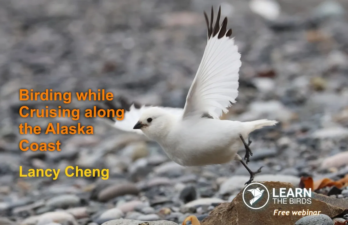 Birding while Cruising along the Alaskan Coast – Learn the Birds