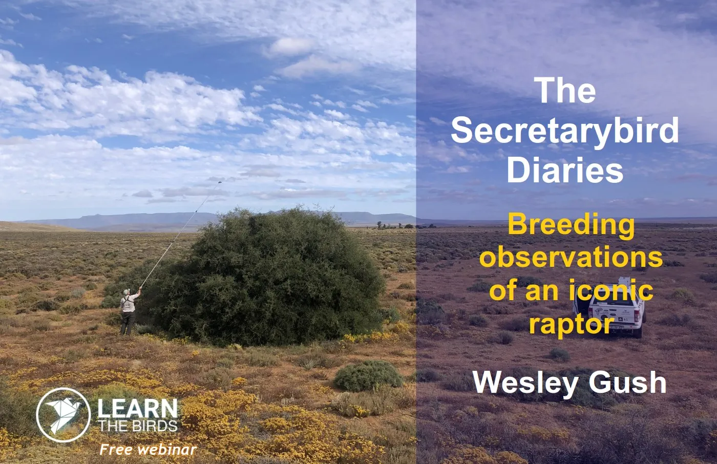 The Secretarybird Diaries: breeding observations of an iconic raptor – Learn the Birds