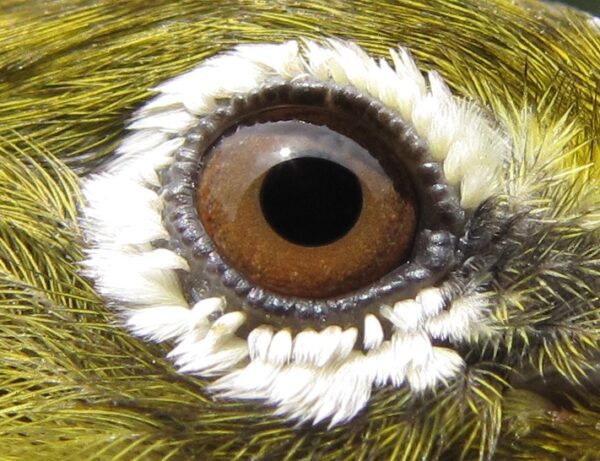 Learning about speciation from White-eyes – Learn the Birds