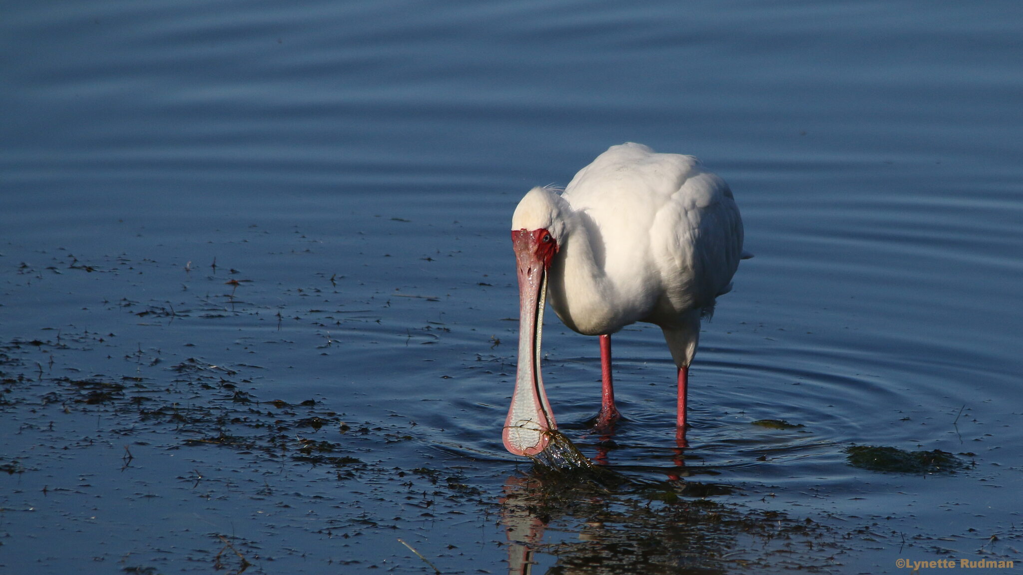 12 BILL DESIGNS IN BIRDS – Learn the Birds