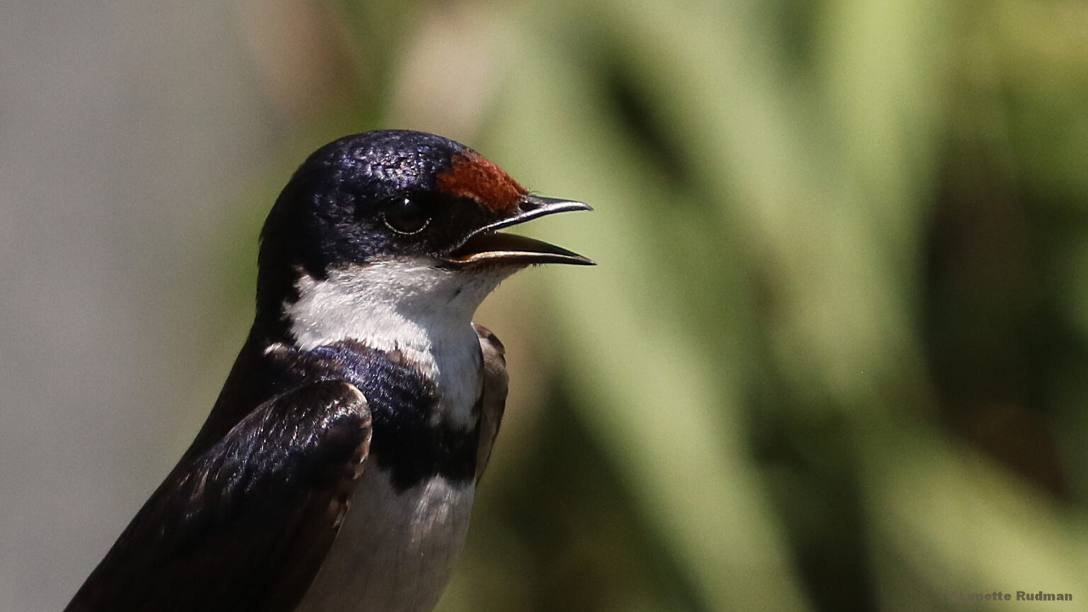 12 BILL DESIGNS IN BIRDS – Learn the Birds