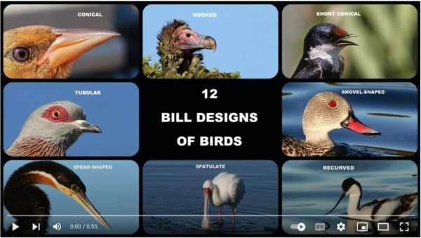 12 BILL DESIGNS IN BIRDS – Learn the Birds