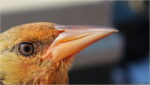 12 BILL DESIGNS IN BIRDS – Learn the Birds