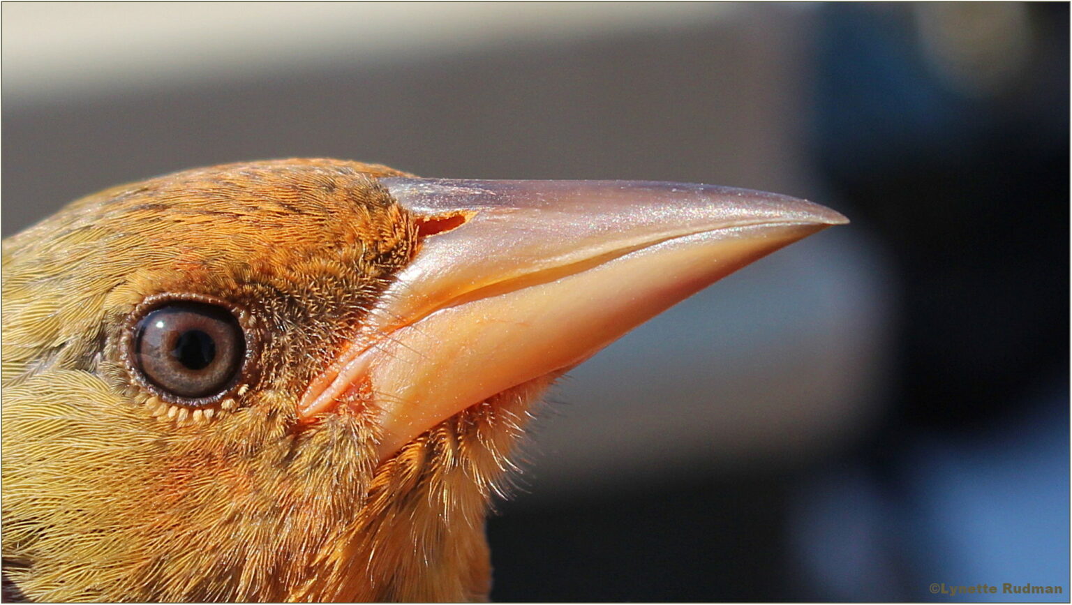 12 BILL DESIGNS IN BIRDS – Learn the Birds