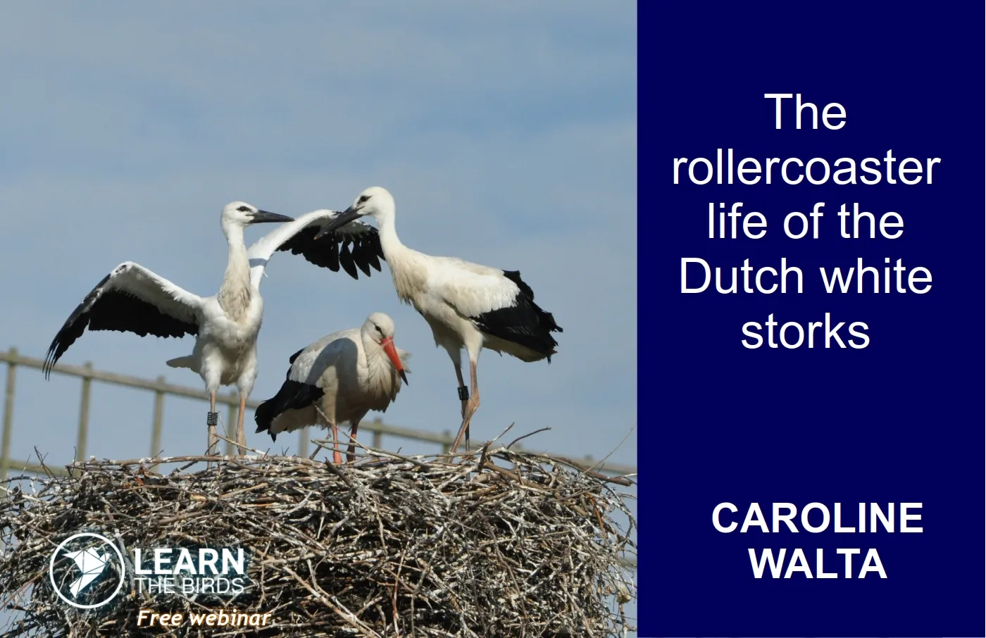 The rollercoaster life of the Dutch white storks – Learn the Birds