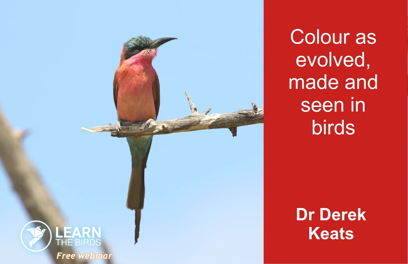 Colour as evolved, made and seen in birds – Learn the Birds