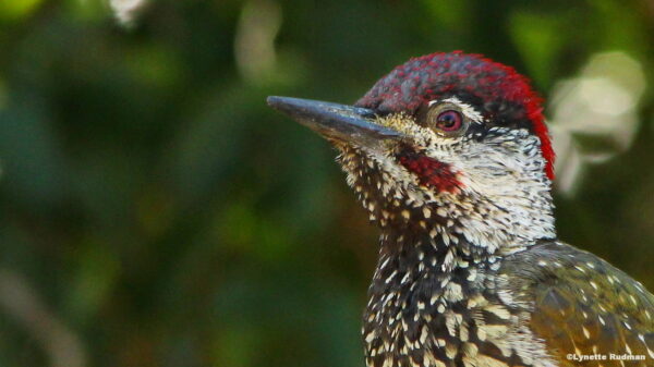 12 BILL DESIGNS IN BIRDS – Learn the Birds