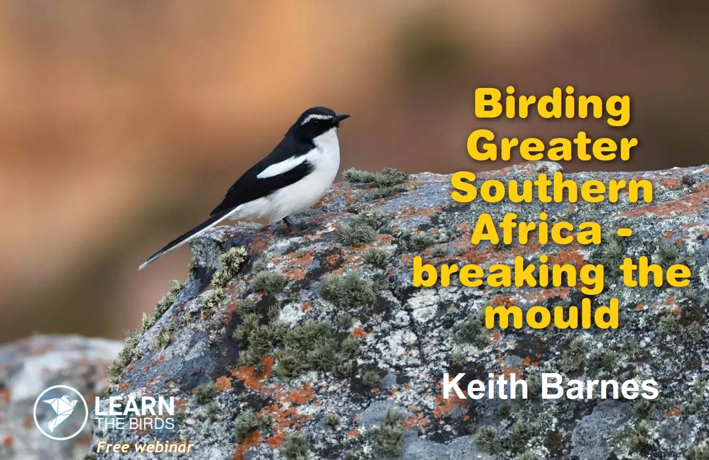 Birding Greater Southern Africa – breaking the mould – Learn the Birds