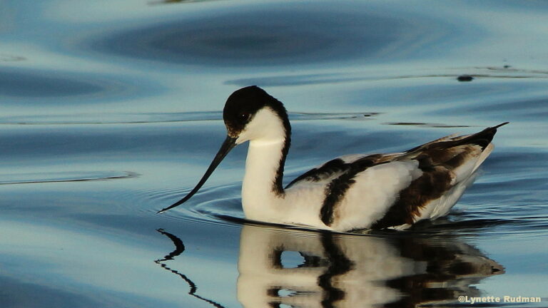 12 BILL DESIGNS IN BIRDS – Learn the Birds